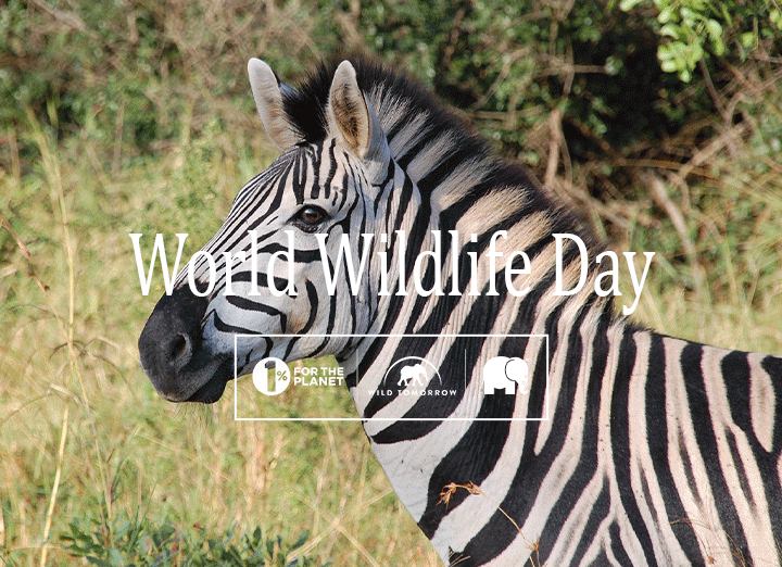 Advocating for a Wild Tomorrow today – Trendsplant